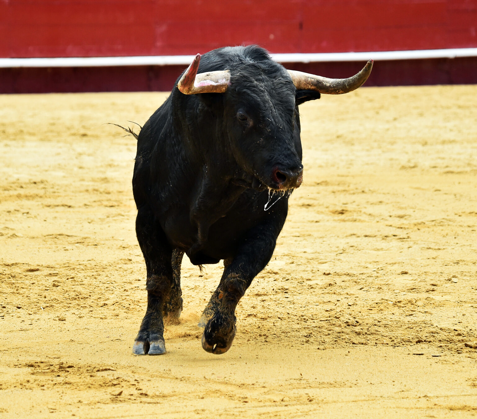 Entre la arena y el arte: El toro de lidia | Toros Las Venta
