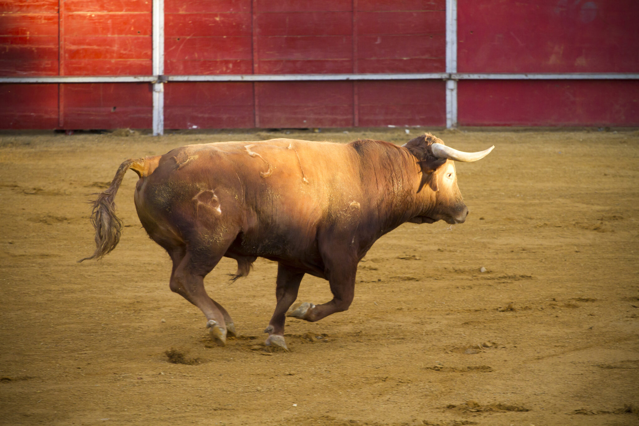 El Toro Bravo - La majestuosidad y tradición del rey de las Ventas